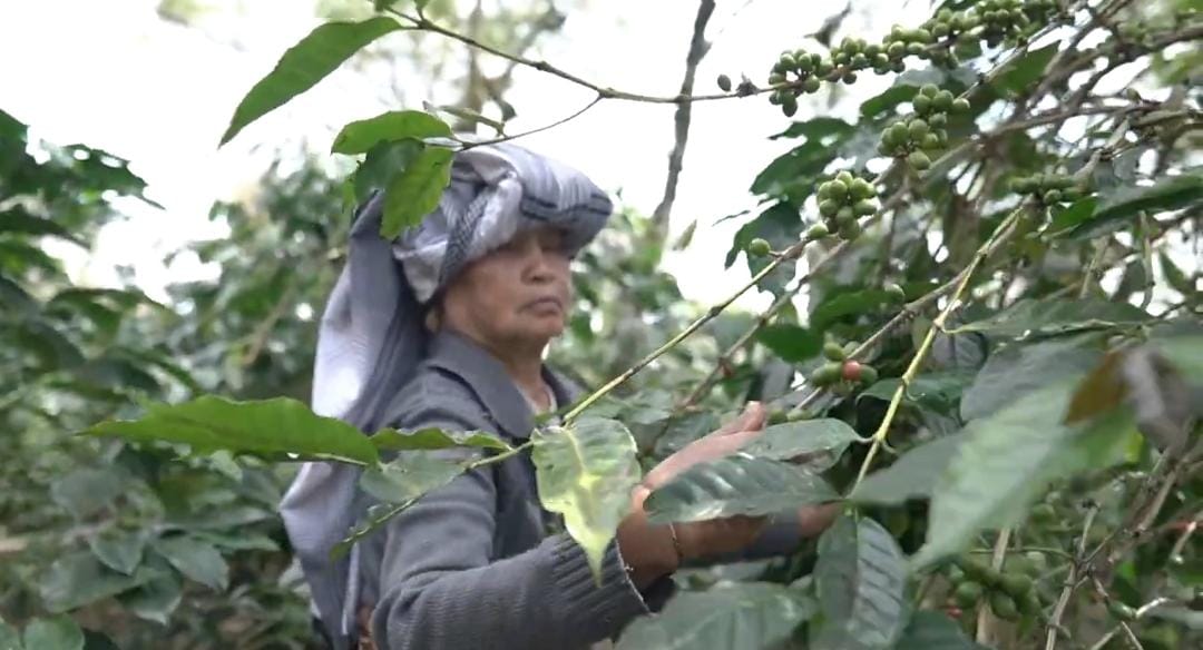 Petani Kopi Indonesia Buktikan Diri sebagai Pelaku Ekspor Berkelanjutan ...